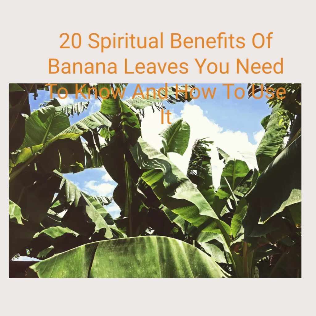 20 Spiritual Benefits Of Banana Leaves You Need To Know And How To Use ...