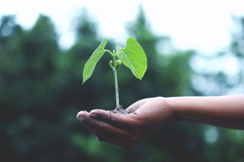 100 Powerful Magical Plants And How To Use Them | MandyNews