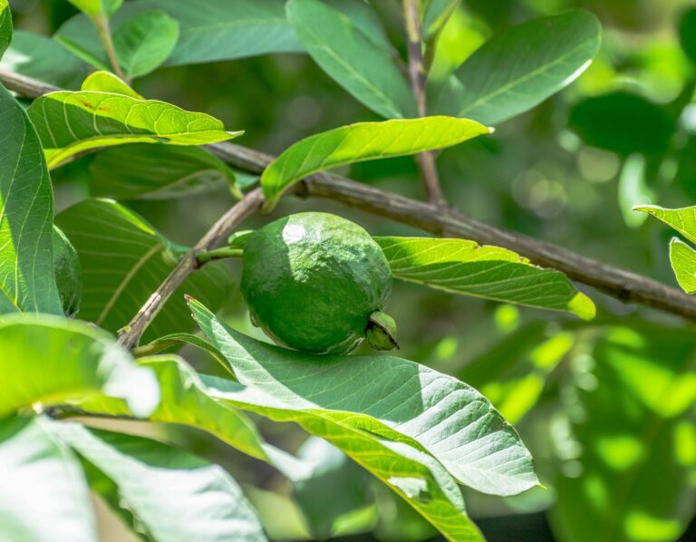20 Health Benefits Of Guava Leaves And How To Use Them Effectively