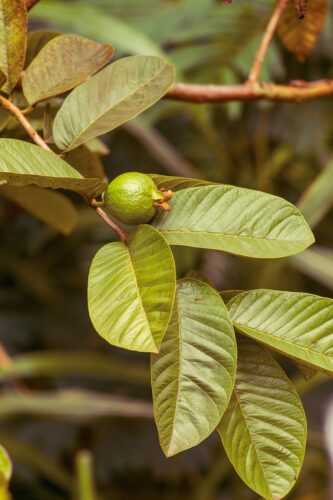 20 Health Benefits Of Guava Leaves And How To Use Them Effectively