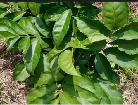 How To Use Ogirisi Leaf And Alligator Pepper For Blessings, Luck, And ...