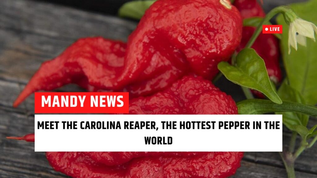 Meet The Carolina Reaper, The Hottest Pepper In The World | MandyNews